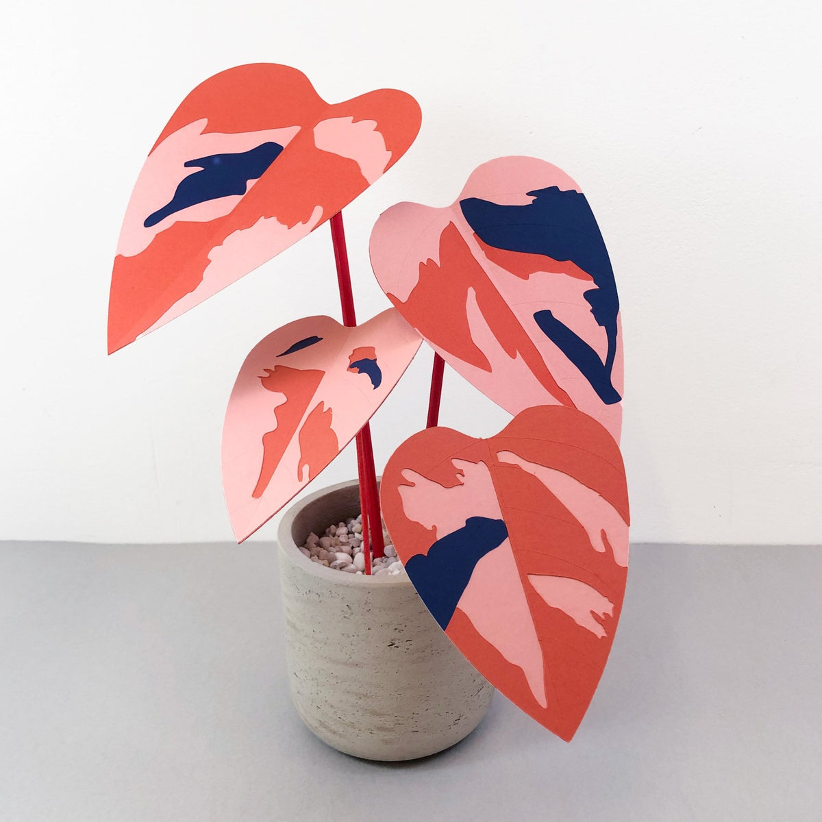 Medium Coral Princess Plant – Brazen Botany