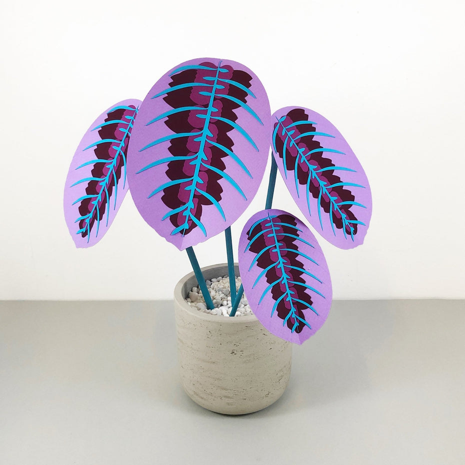 Purple Prayer Plants – Brazen Botany