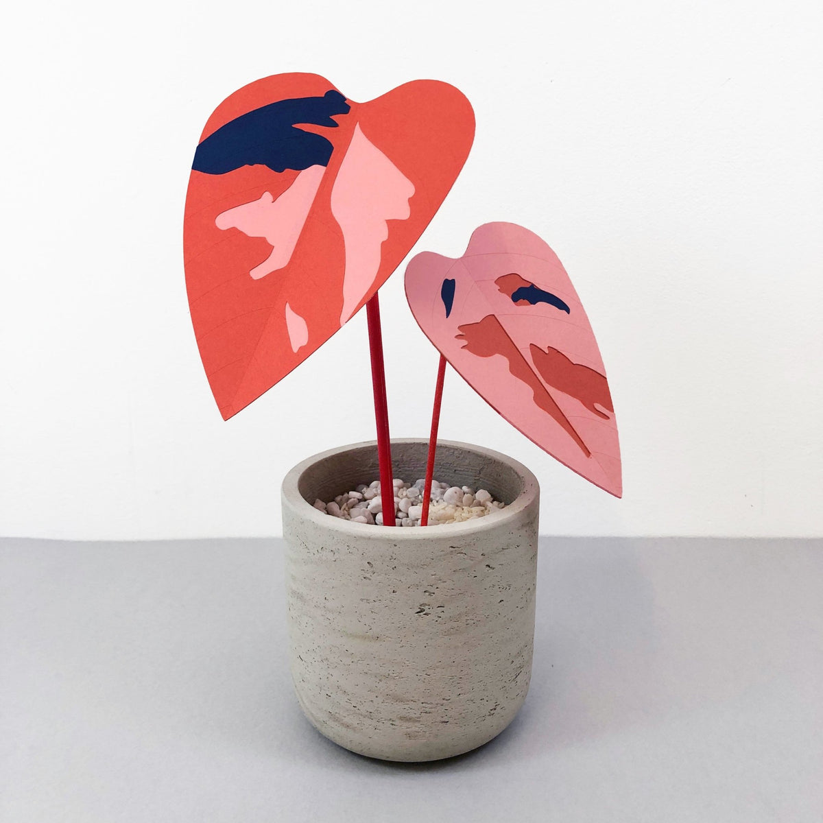 Small Coral Princess Plant – Brazen Botany